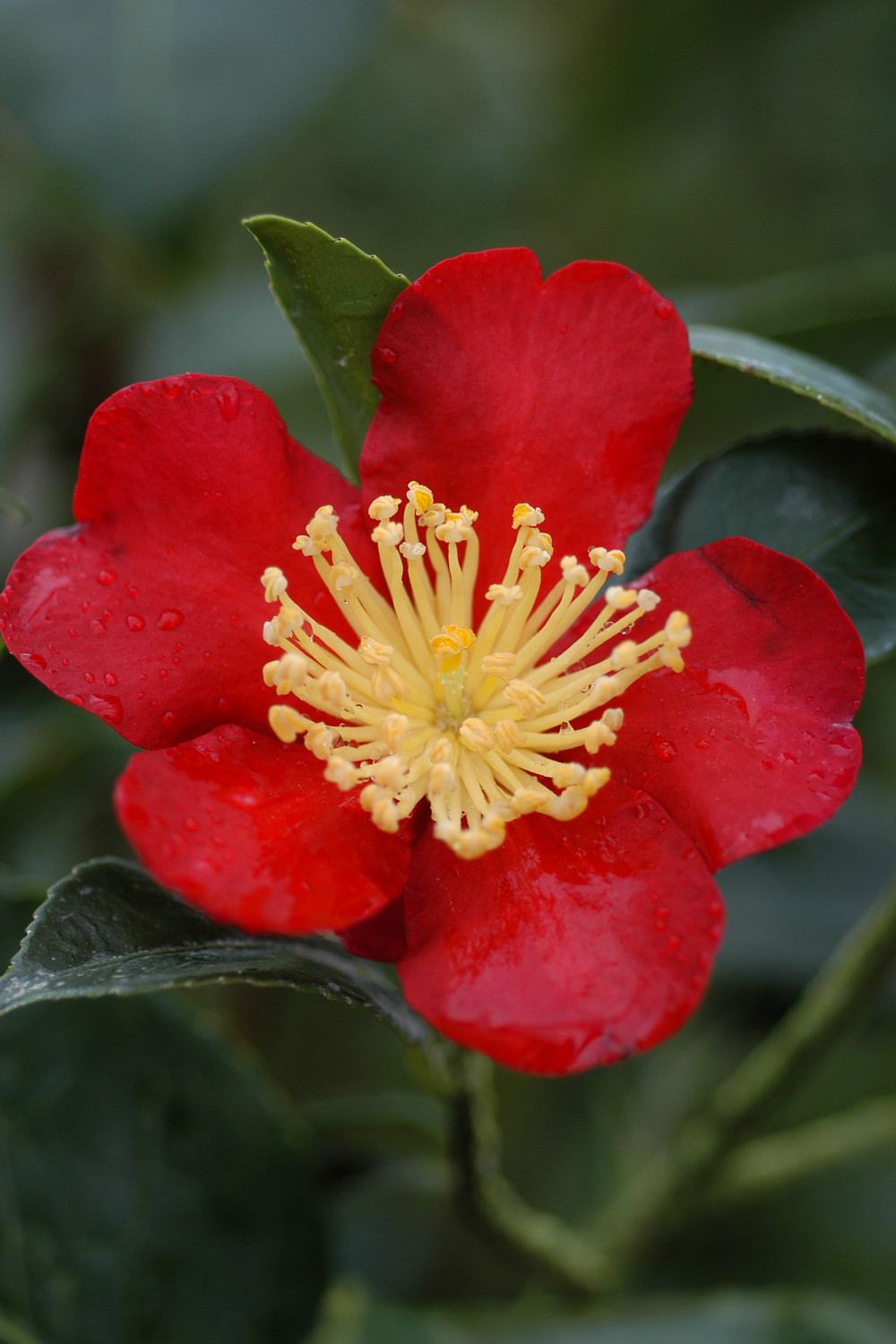 Vous cherchez des Camélias qui fleurissent en automne ? - Blog Roué ...