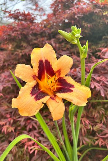 Tout savoir sur les hémérocalles - Blog Roué Pépinière